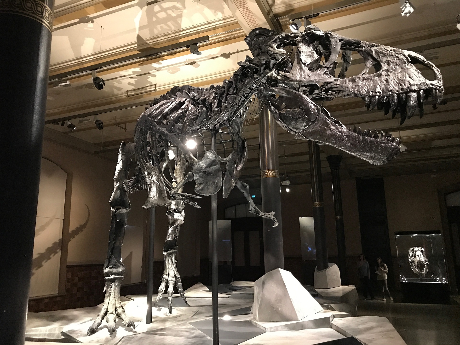 Scientists Prove that T-Rex Walked As Fast As Average Human